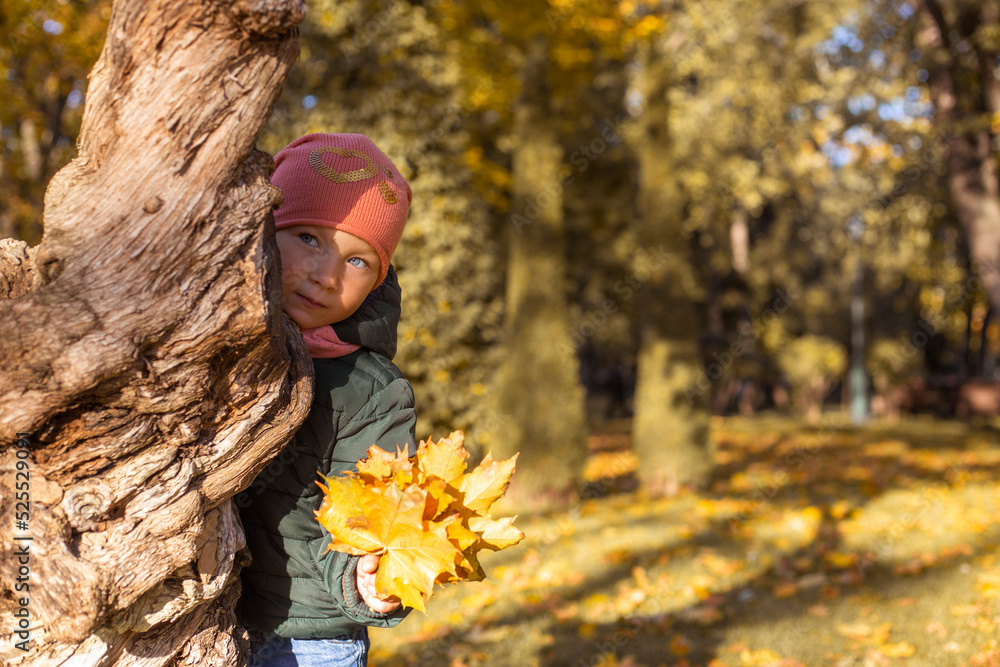 Child girl with a bouquet of leaves hides behind a tree in the park ...