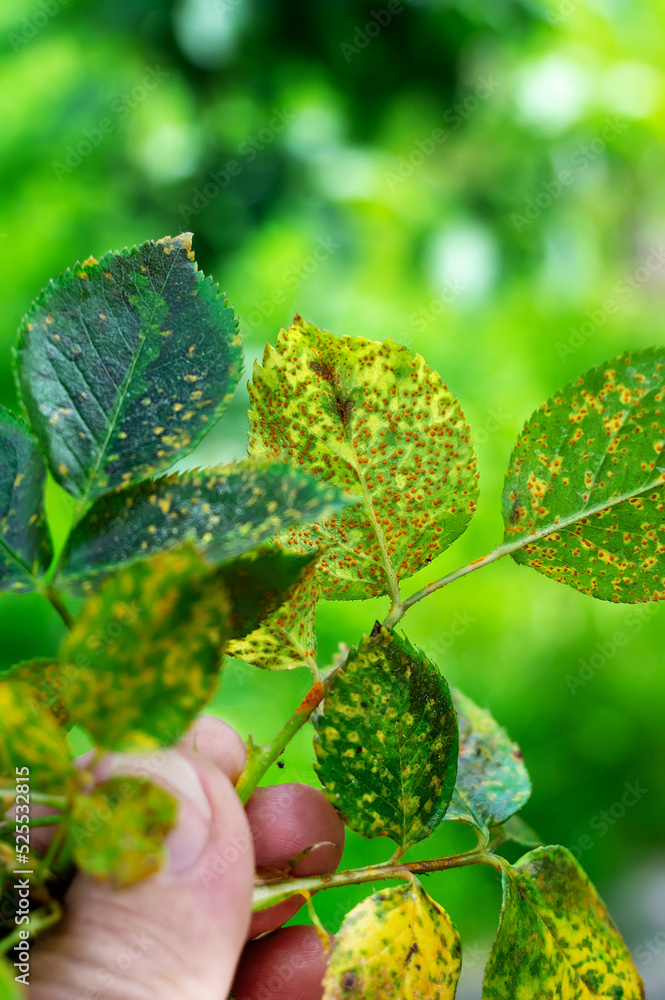 Rose rust, Phragmidium mucronatum, tuberculatum bulbosum. Pustules ...
