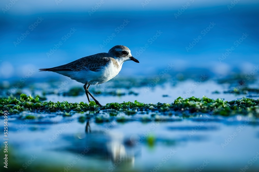 bird on the beach, bird in water, lesser sand plover, Plover bird ...