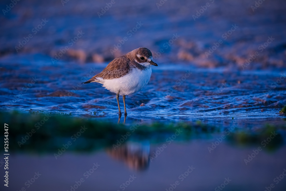 bird in water, lesser sand plover, A plover bird, wetland bird ...