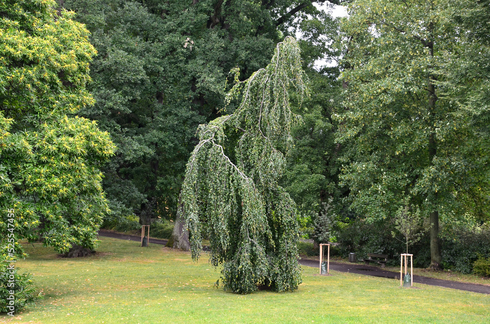 it is a tree with overhanging branches, They form ascending arms of ...