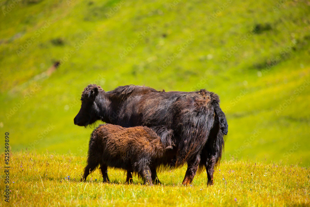 A herd of yaks graze in the mountains. Himalayan big yak in a beautiful ...