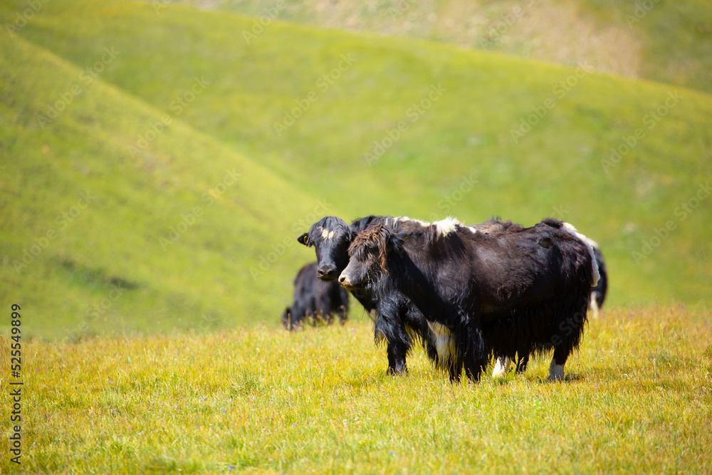 A herd of yaks graze in the mountains. Himalayan big yak in a beautiful ...