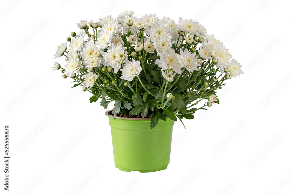 Chrysanthemum multiflora bush in the pot isolated transparent png ...