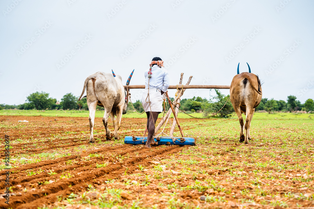 Back view shot of farmers ploughing with cattle at field - concept of ...