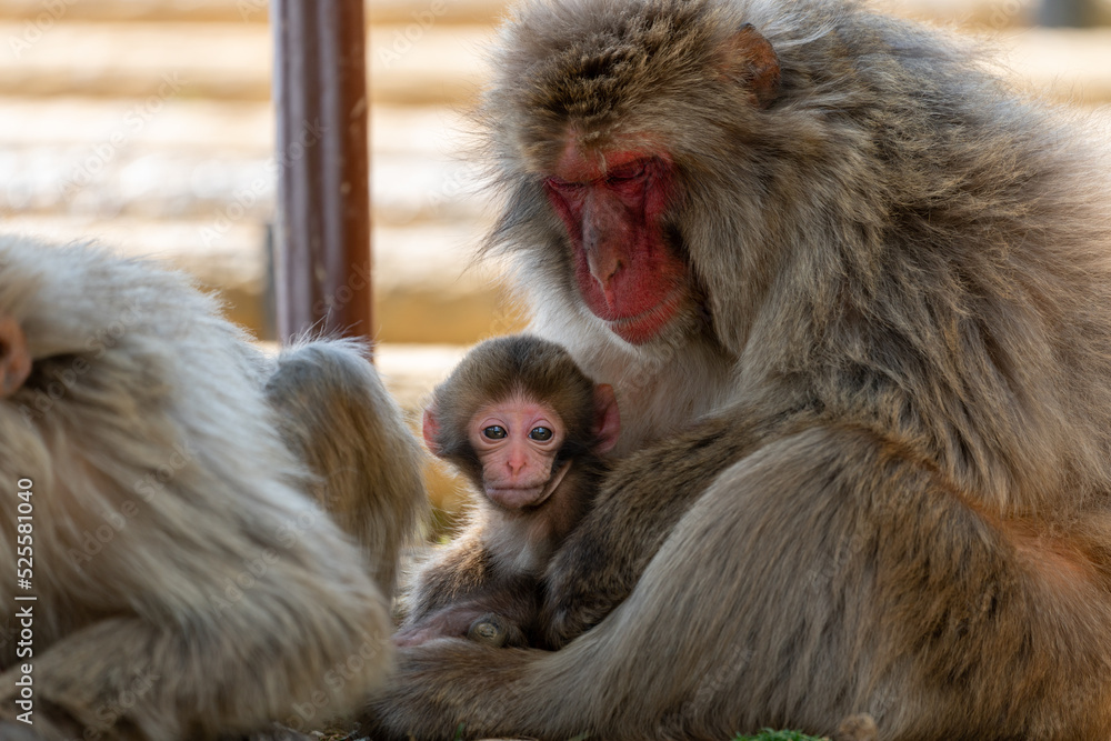 Baby Japanese monkey and mother in Arashiyama, Kyoto. Stock Photo ...