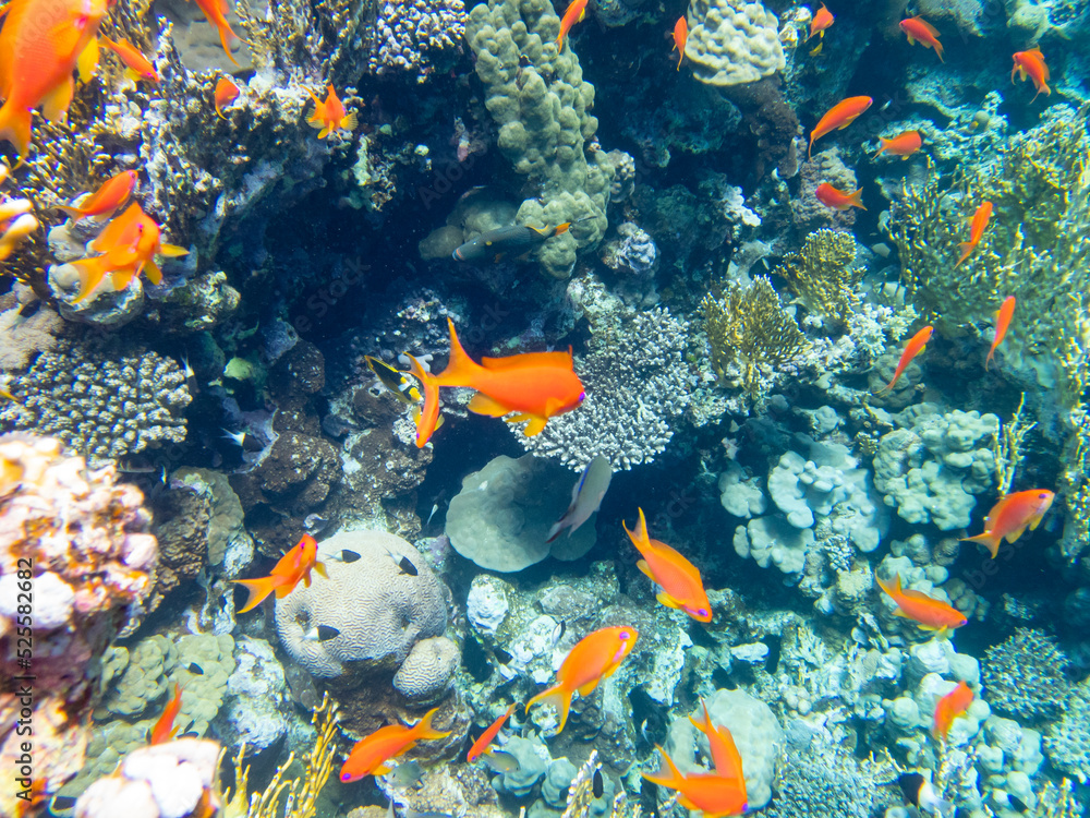 Lots of colorful fish on the Red Sea coral reef, Hurghada, Egypt Stock ...