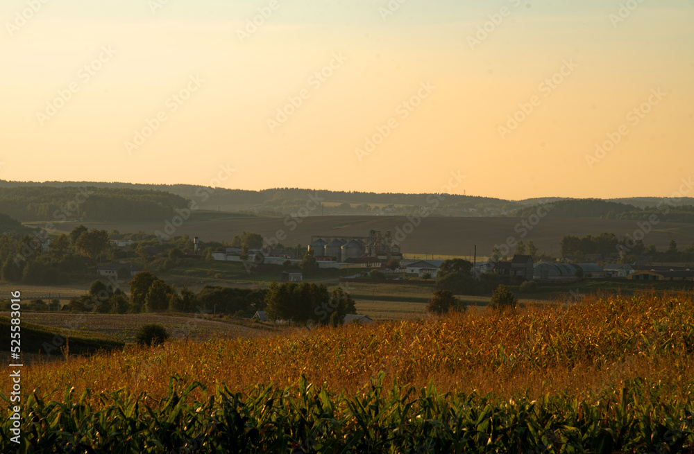 Corn field on sunset. Corn field during harvest season. Farm harvesting ...