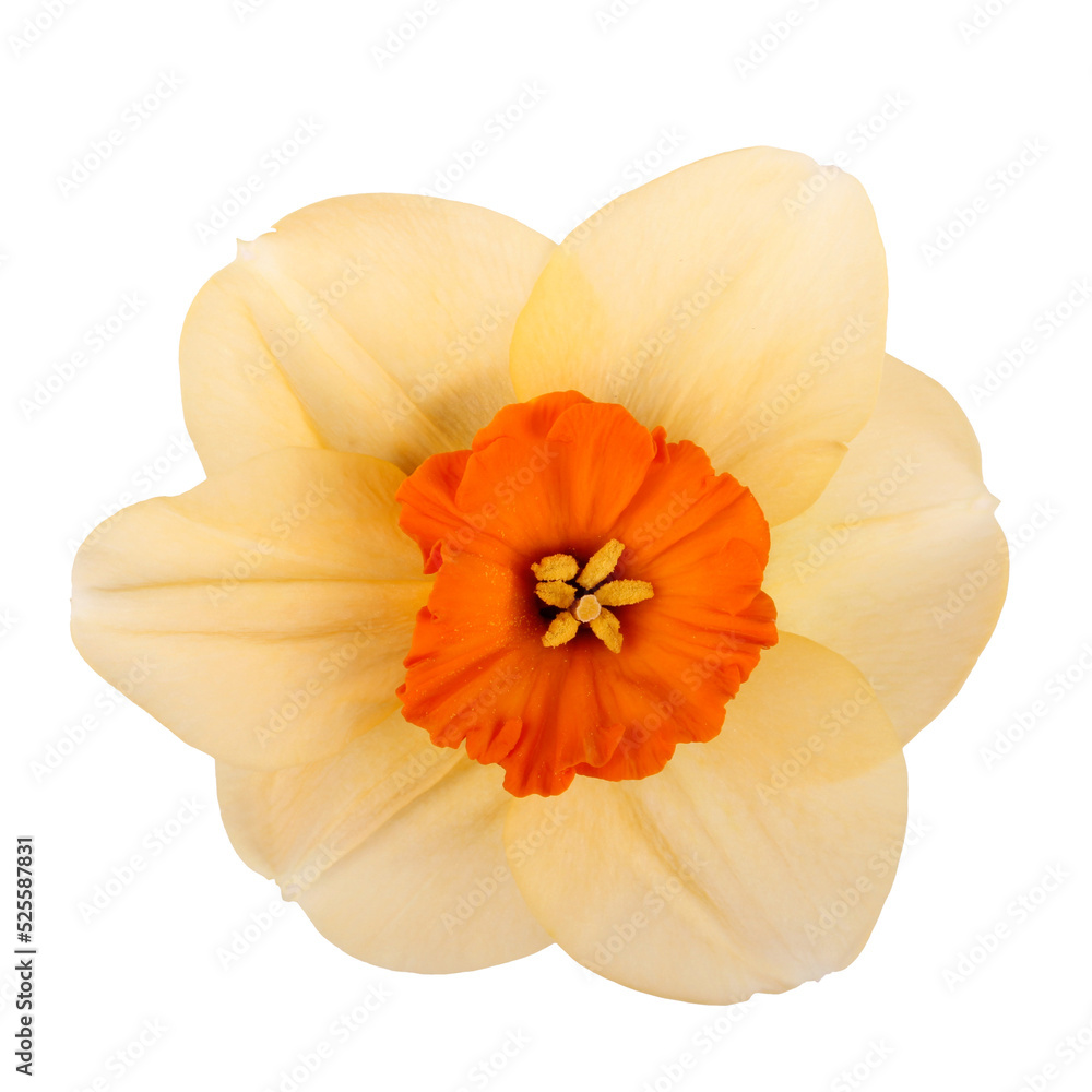 Single flower of the orange and red, small-cup daffodil cultivar Copper ...