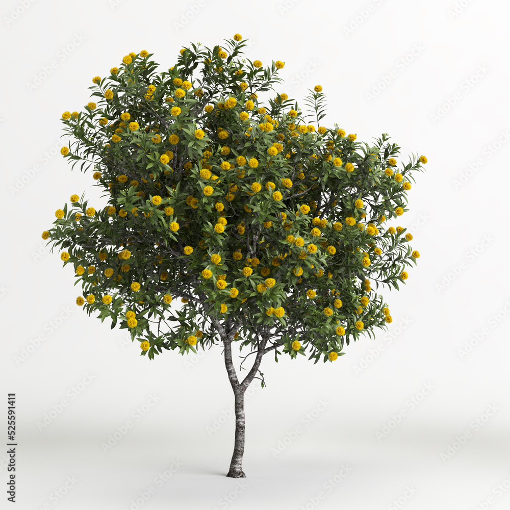 3d illustration of Xanthostemon chrysanthus tree isolated on white ...