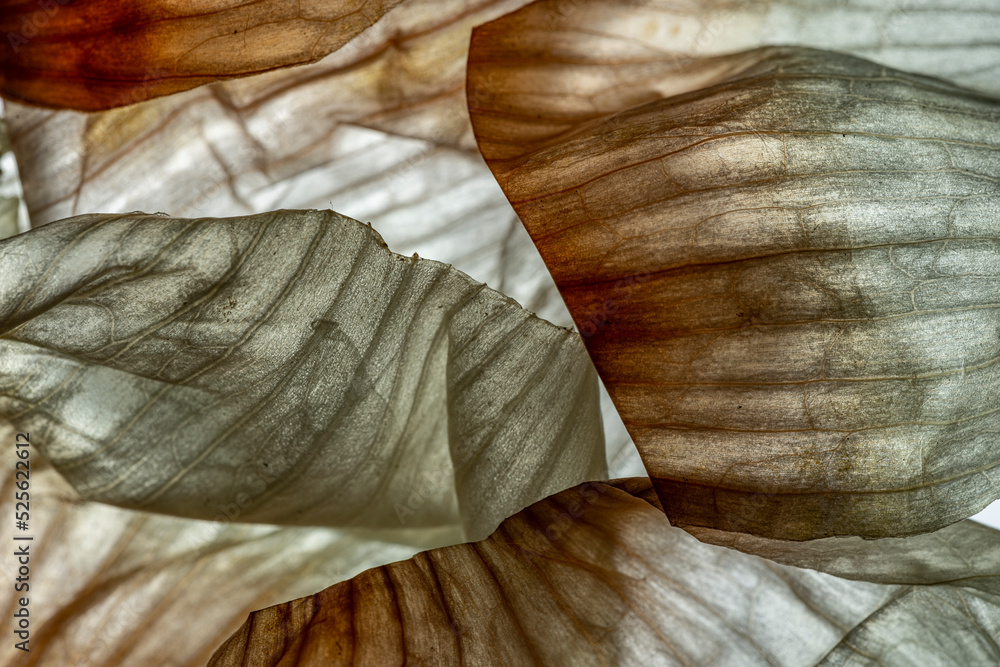 macro photography of peel leaf texture (onion), you can see cells Stock ...