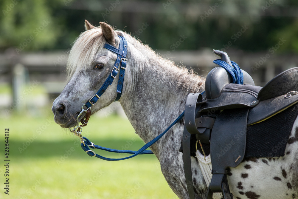 Miniature Appaloosa Horse in Western Saddle Stock Photo | Adobe Stock
