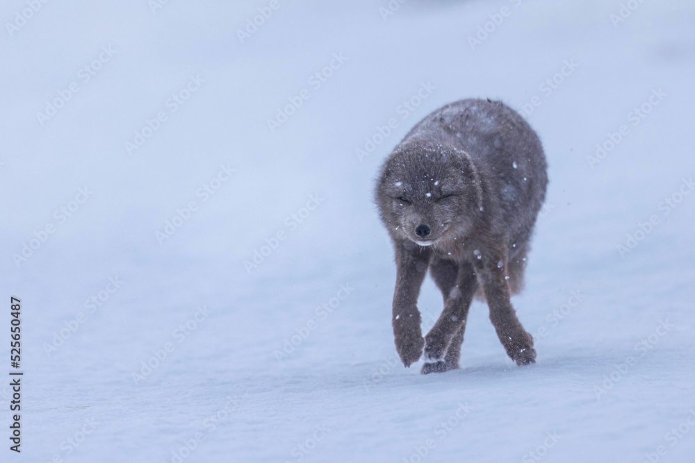 Arctic fox walking in the snow in nature reserve in Iceland Stock Photo ...