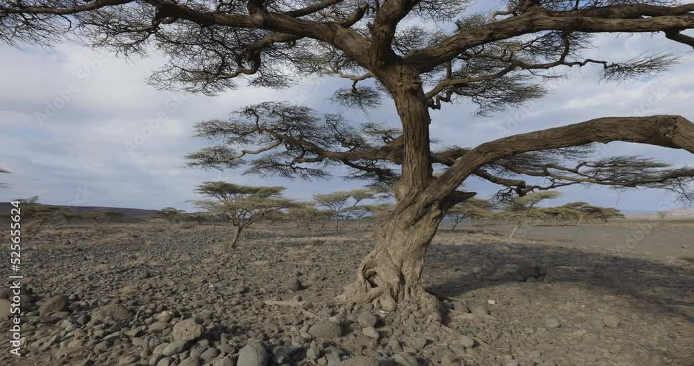 Climate change.drought.water crisis.Panning view of Acacia trees ...