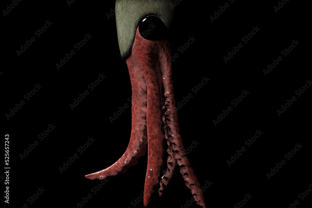 Endoceras is an extinct genus of large, straight shelled cephalopods ...