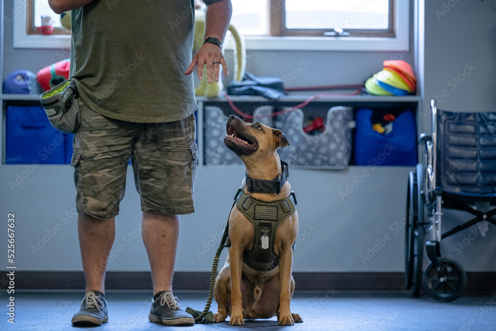 Marine veteran with service dog and family living life. Stock Photo ...
