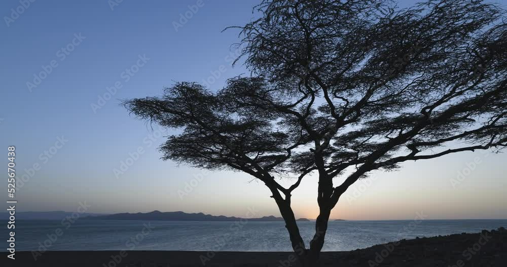 Climate change.drought.water crisis.Panning silhouette view of an ...