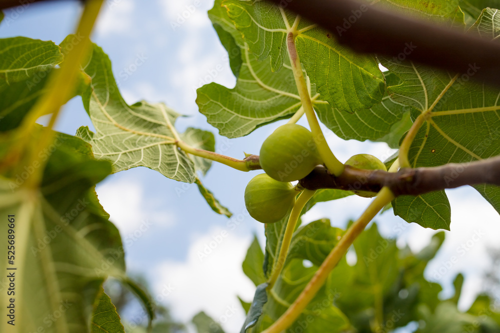 Branches of fig tree, Ficus carica with green leaves and fruit ...