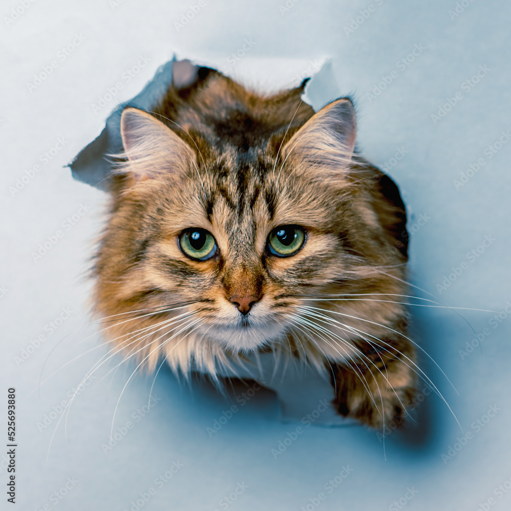 Kitty with green eyes in hole of paper, beautiful cat looking through ...