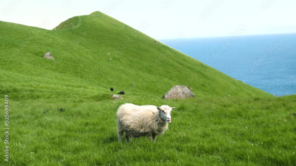 Faroese sheep graze on the green hills of Kalsoy Island. Amazing nature ...