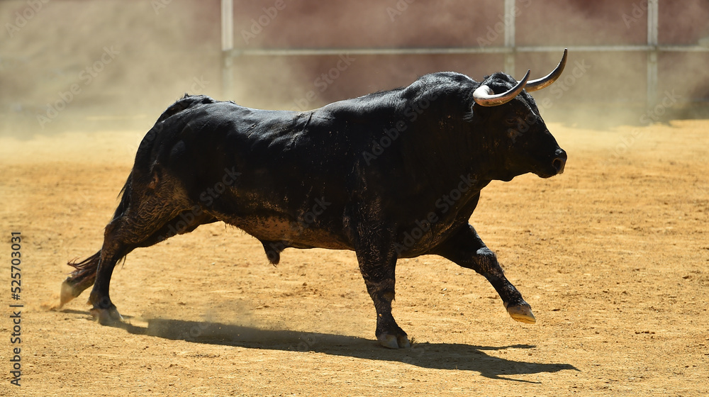 gran toro español con grandes cuernos en una plaza de toros Stock Photo ...