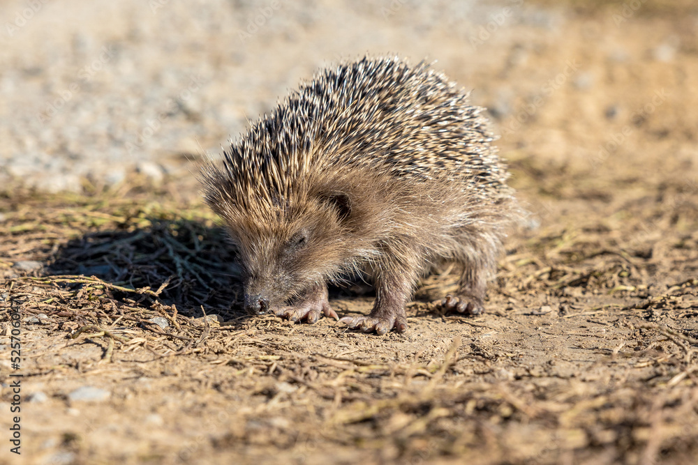 Kleiner müder Igel Stock Photo | Adobe Stock