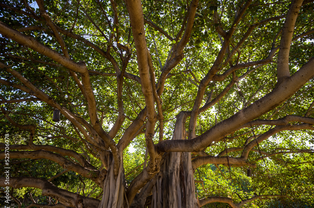 Banyan Tree Canopy with Sunlight Overhead. Stock Photo | Adobe Stock