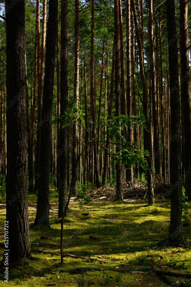 Shot of Forest with average green color of the leaves and trees of a ...