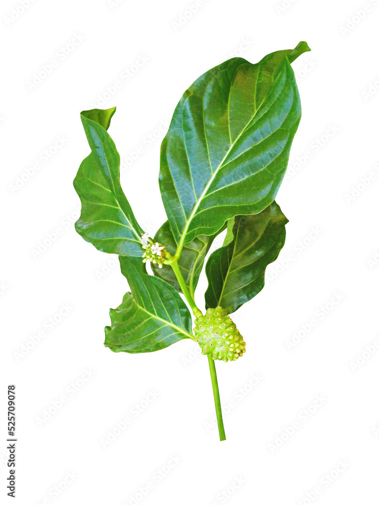 Noni or morinda citrifolia branch with fruit, flowers and leaves ...