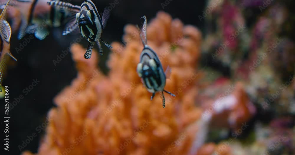 Banggai Cardinalfish swimming over soft coral, mangrove roots in the ...