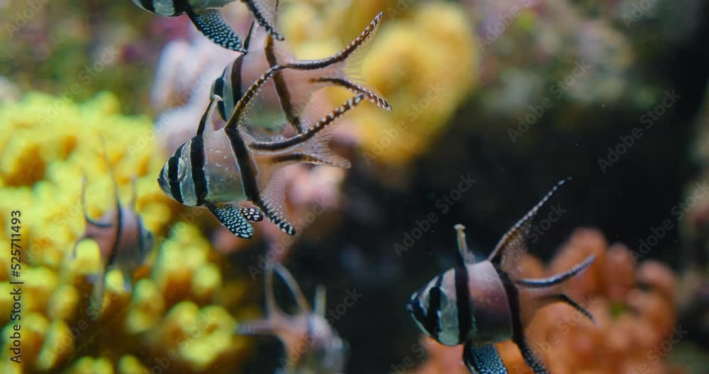 Many colored striped fish swimming over soft coral, mangrove roots in ...