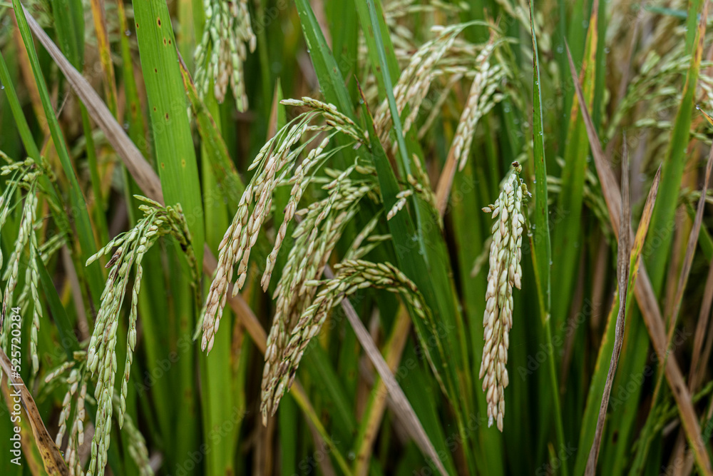 Indonesia - Stalks of rice are ready to harvest. Stock Photo | Adobe Stock