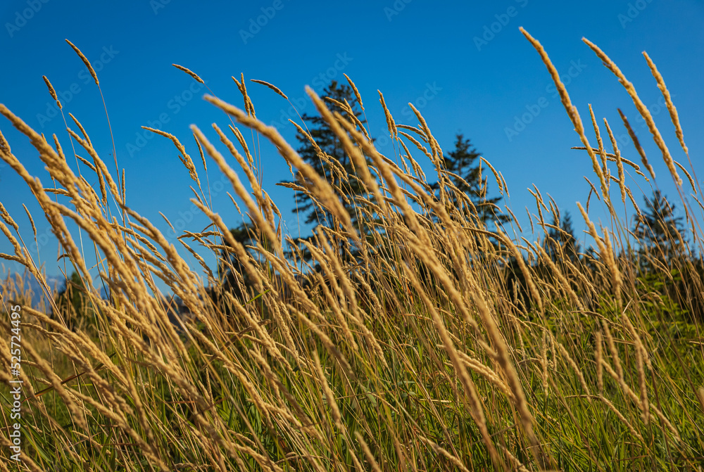 Reed canary grass, a very tall ornamental grass a species of Phalaris ...