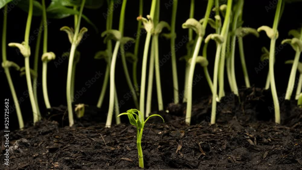 Video Stock Timelapse Growing plants. Bean tree newborn plants. Time ...