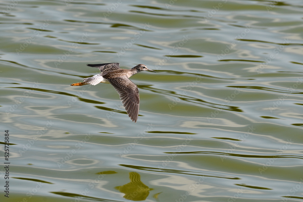Photo & Art Print Lesser Yellow legs Sandpiper in flight with wings ...