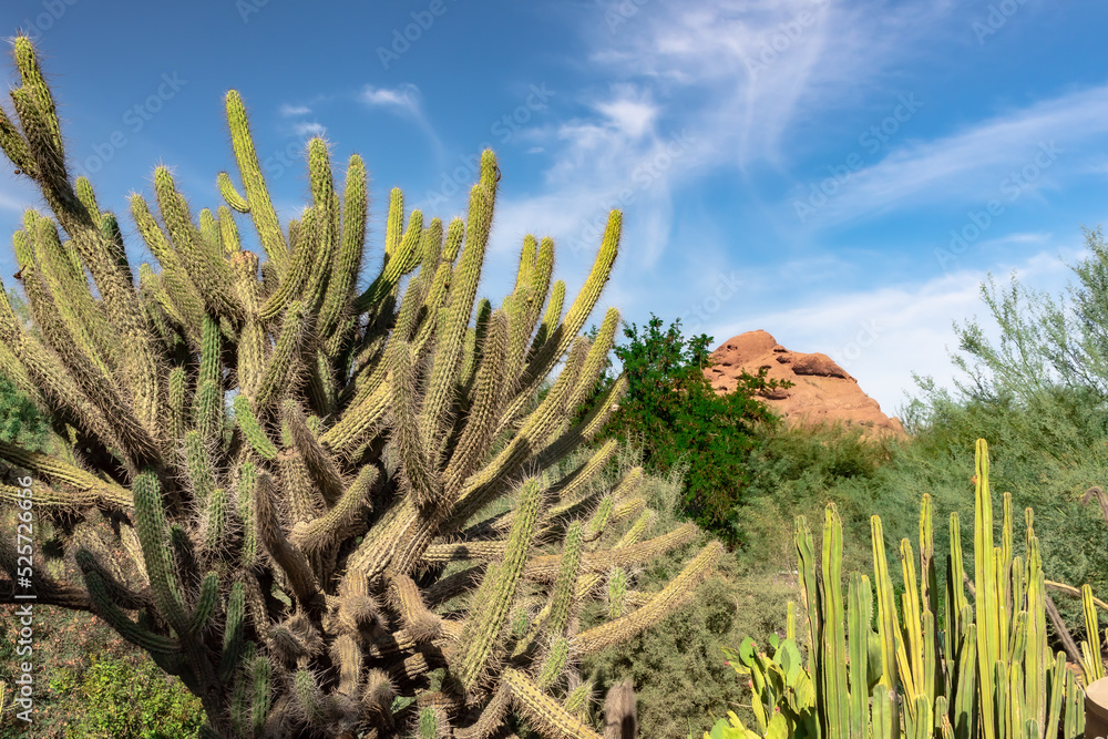 Saguaro cactus in a field in the Sonoran Desert in Phoenix Arizona ...