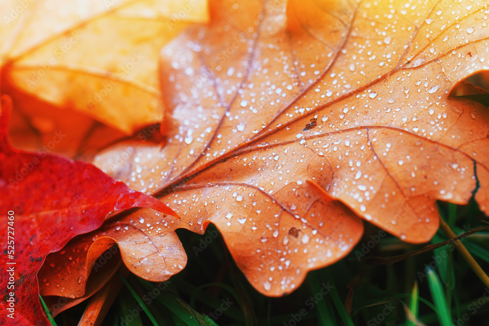 Dry fall leaf texture detail. Abstract background of autumn beauty of ...