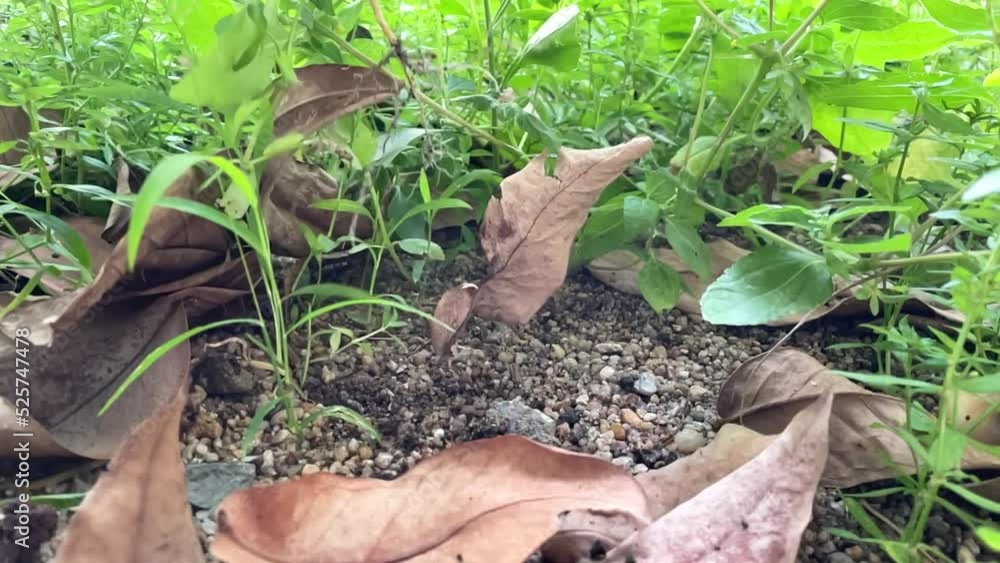 Male hand pulling weeds grass from soil ground in backyard in slow ...