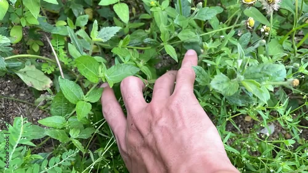 Male hand pulling weeds grass from soil ground in backyard in slow ...