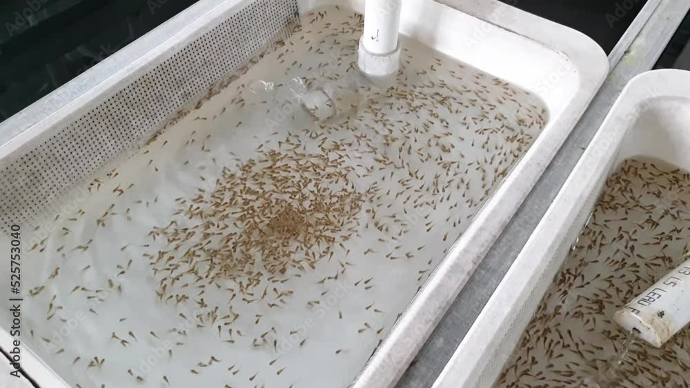 Aquaculture centre, recently hatched tiny tilapia fish fry in an ...