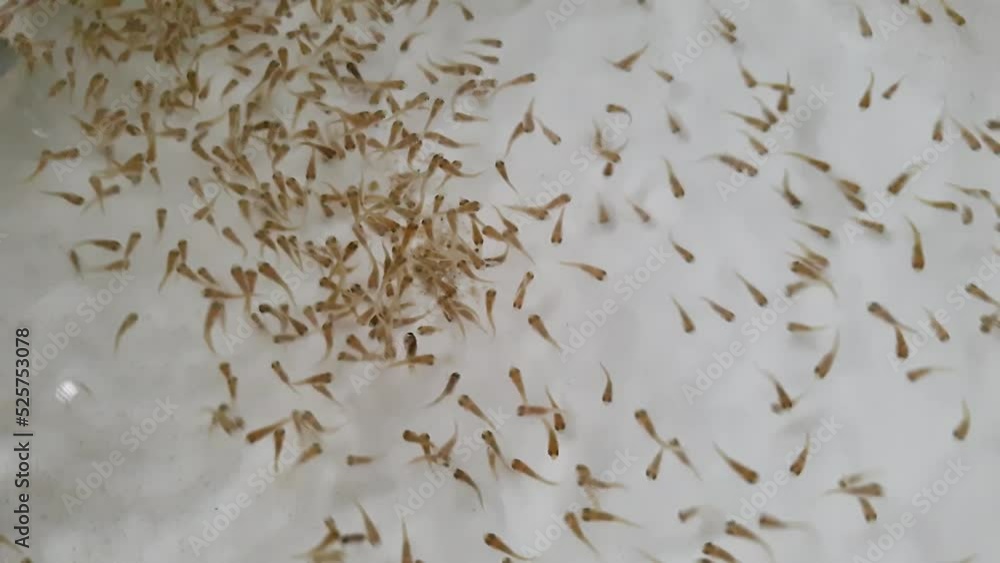 Tropical fish fry tilapia cichlid swimming and swirling in flowing ...