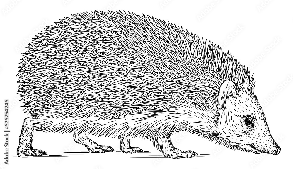 Vintage engrave isolated hedgehog set illustration cut ink sketch. Wild ...