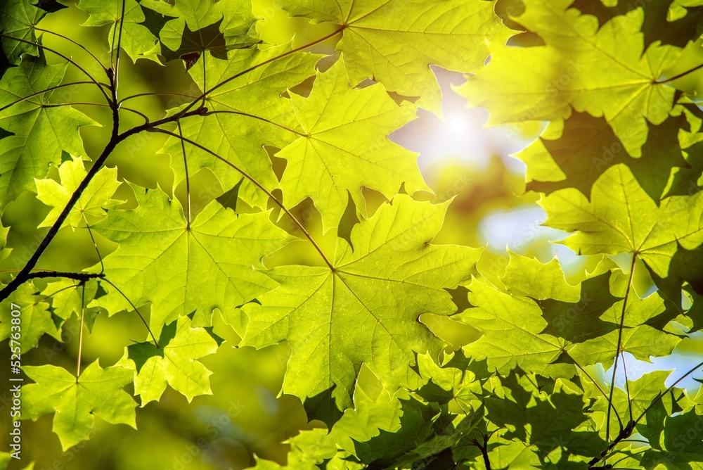 Green nature background with maple leaves Stock Photo | Adobe Stock
