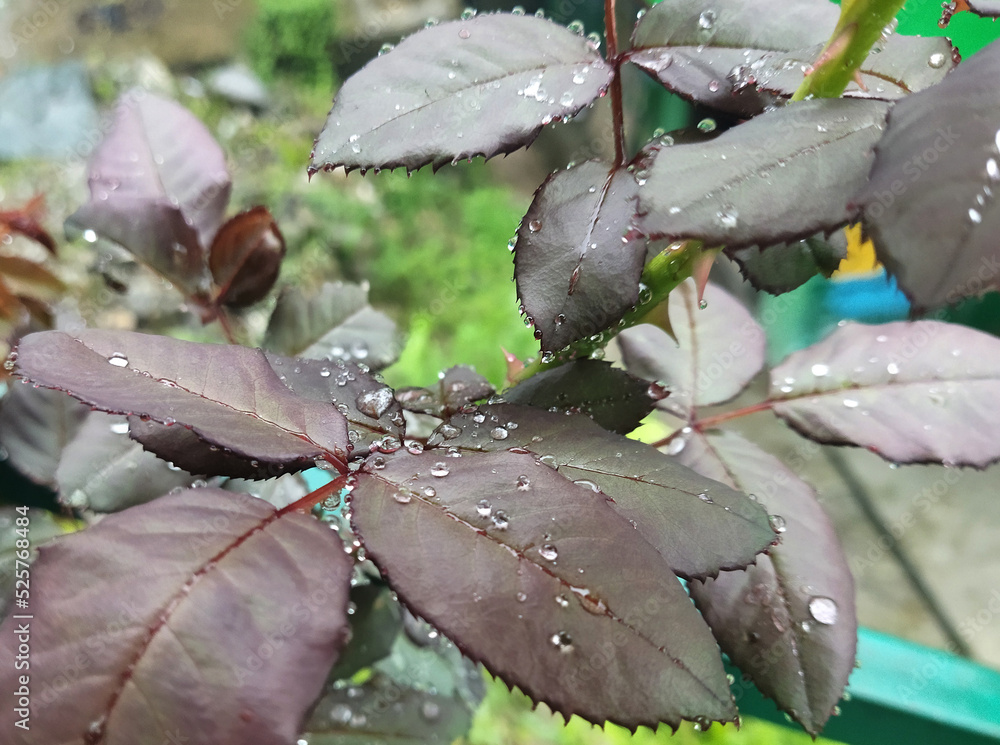 Dews accumulated on the rose plants with overnight heavy rainfall look ...