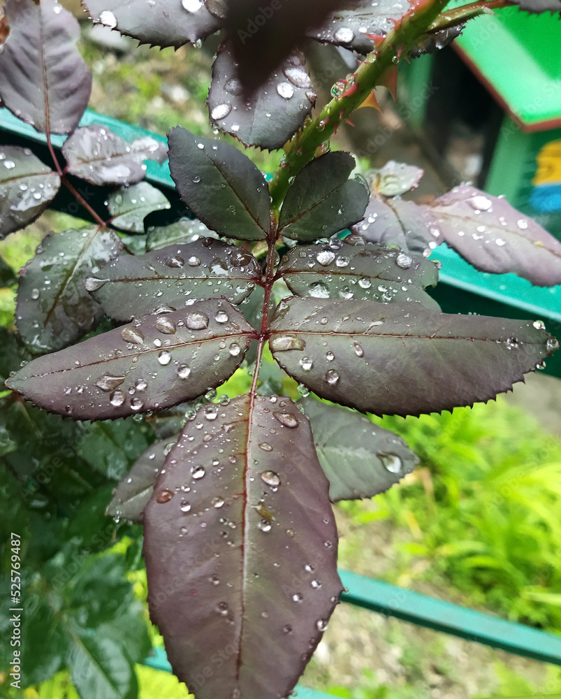 Dews accumulated on the rose plants with overnight heavy rainfall look ...