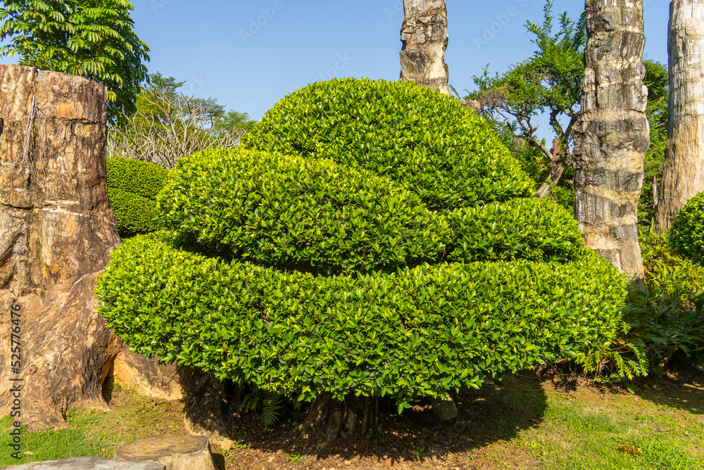large bonsai banyan tree in Park Stock Photo | Adobe Stock