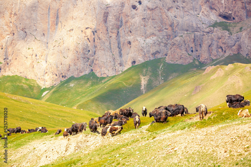 A herd of yaks graze in the mountains. Himalayan big yak in a beautiful ...