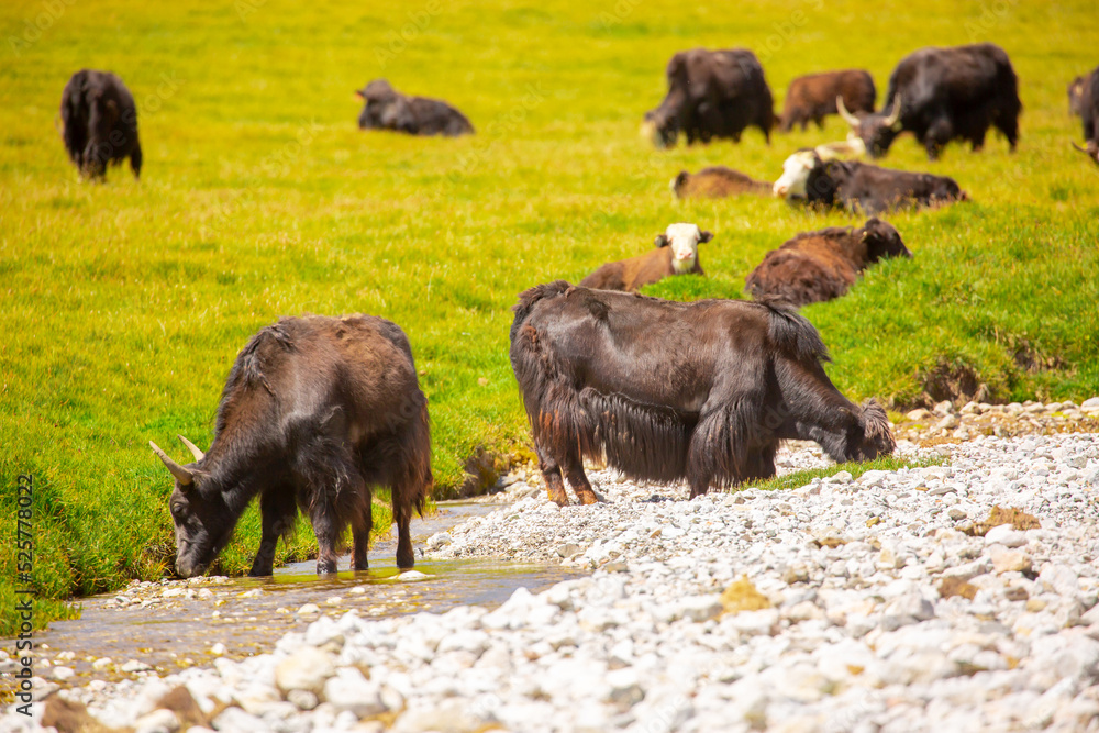 A herd of yaks graze in the mountains. Himalayan big yak in a beautiful ...