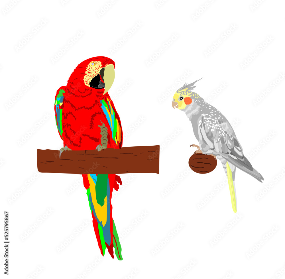 Macaw parrot vector illustration isolated on white background. Ara ...