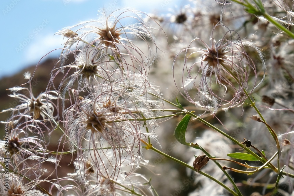 Fruits of plant Clematis montana (mountain clematis, Himalayan clematis ...
